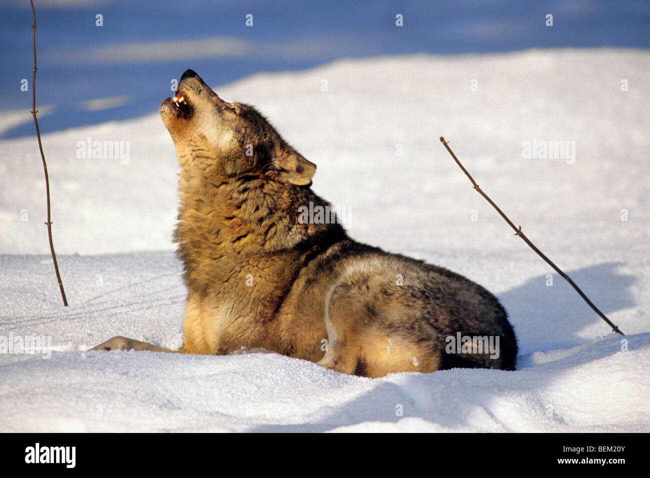 Heulender Wolf (Canis Lupus) im Winter im Schnee liegen Stockfotografie ...