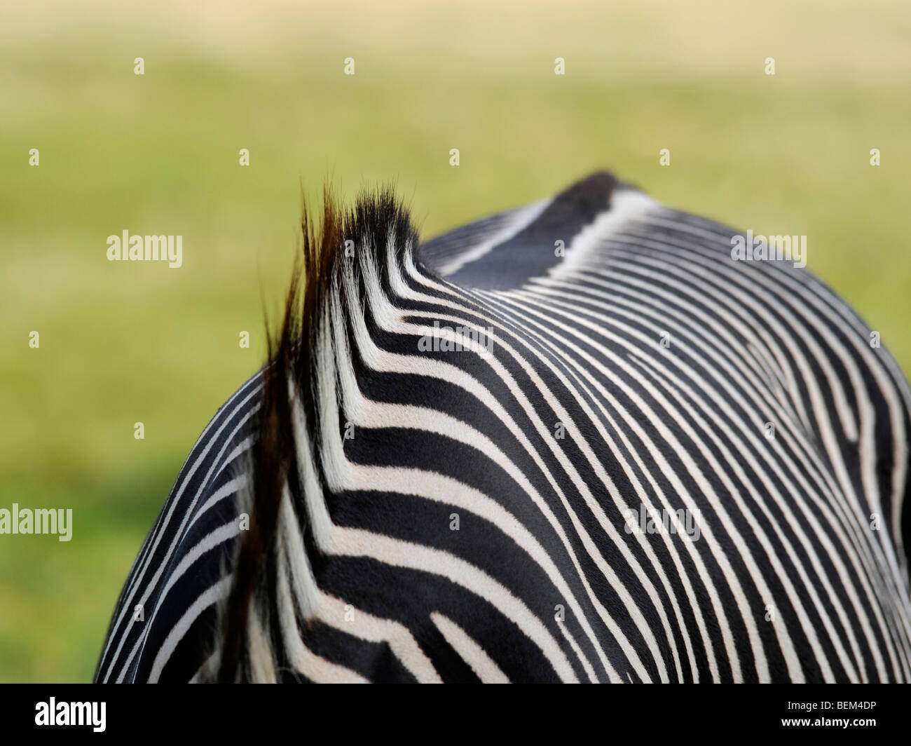 Das Fell eines Zebras mit einer gestreiften Mähne Stockfotografie - Alamy