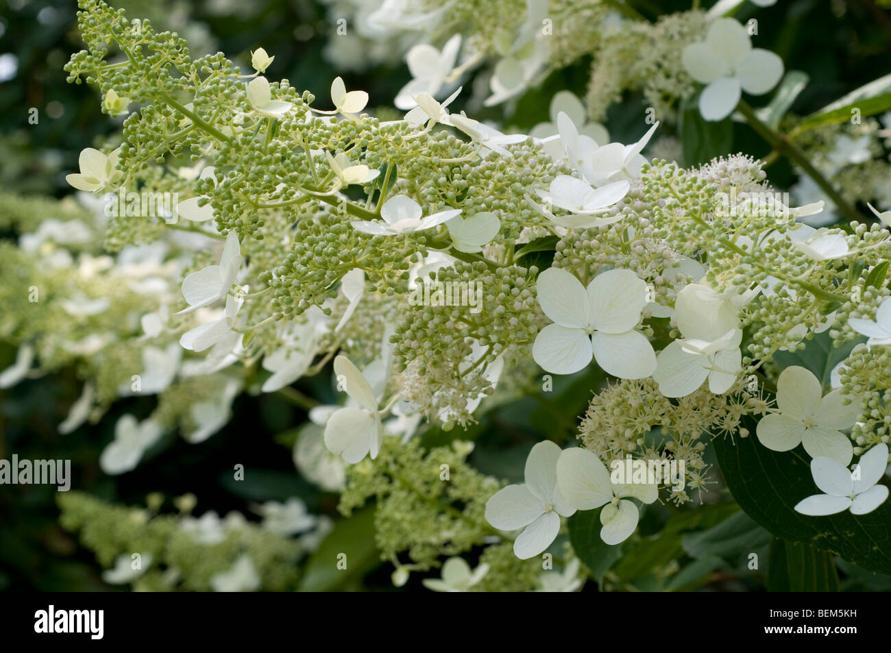 Hydrangea Paniculata GREENSPIRE Stockfotografie - Alamy