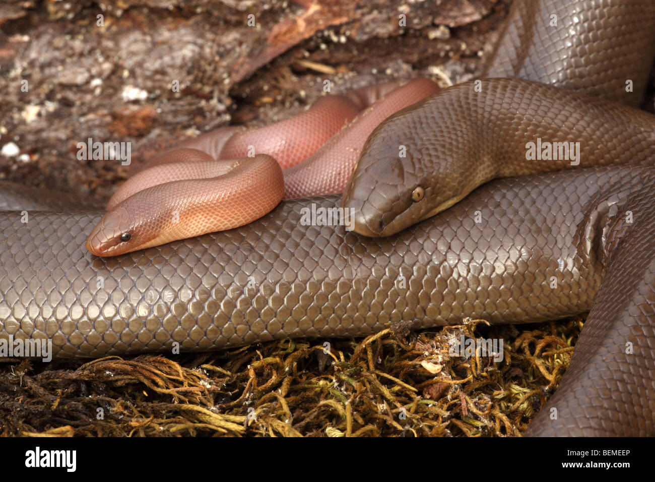Junge neugeborene baby schlange schlange -Fotos und -Bildmaterial in ...