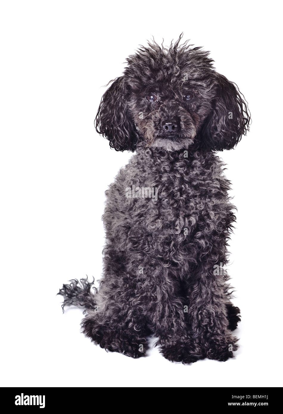 Black Poodle Stockfotos und -bilder Kaufen - Alamy