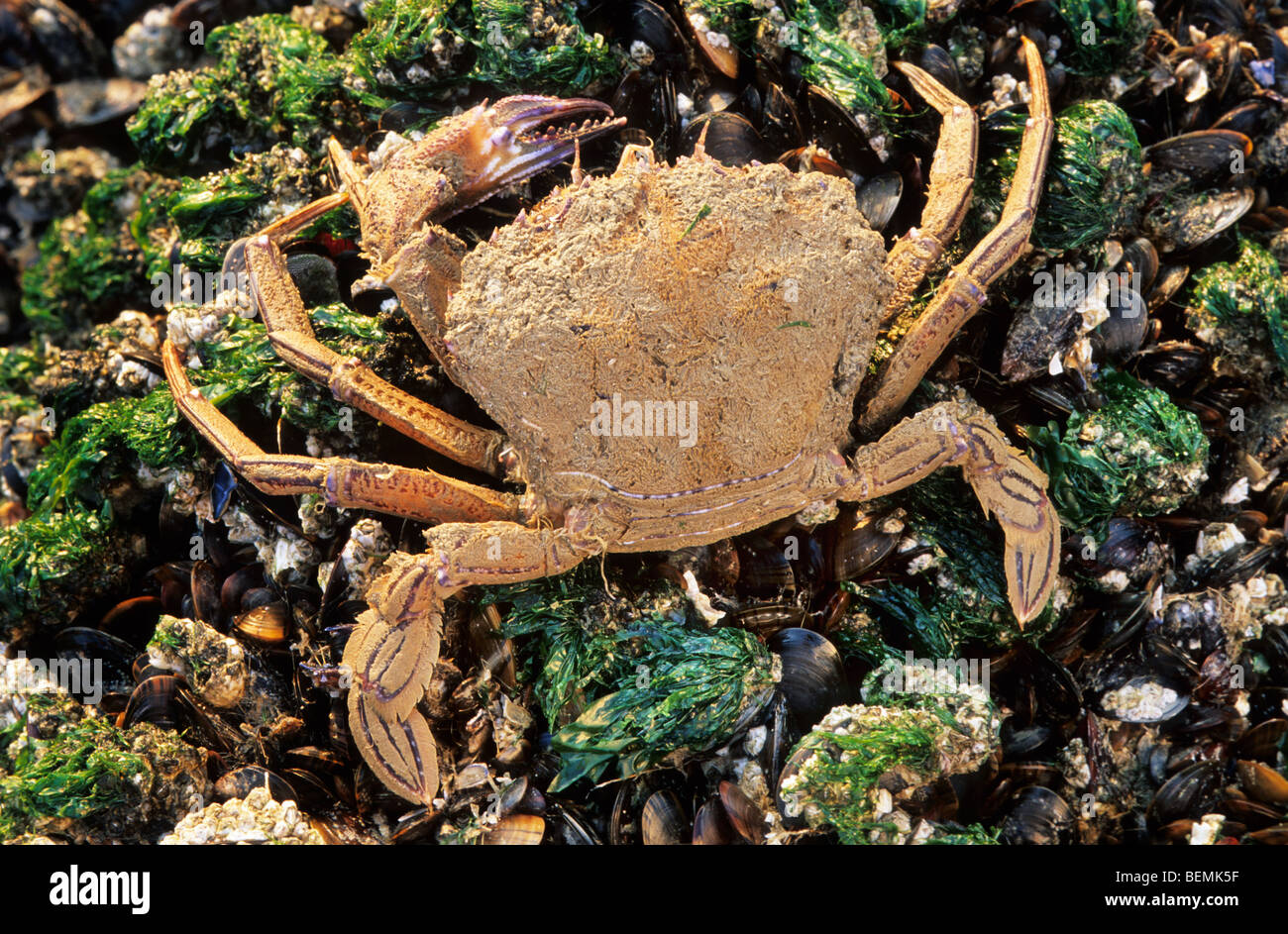 Gemeine Strandkrabbe Carcinus Maenas Stockfotos und -bilder Kaufen - Alamy