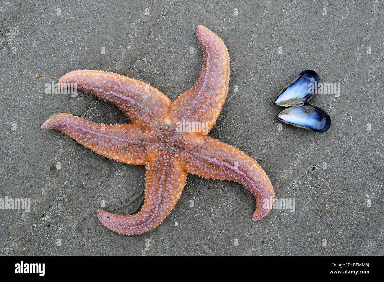 Nordsee Seestern Stockfotos & Nordsee Seestern Bilder - Alamy