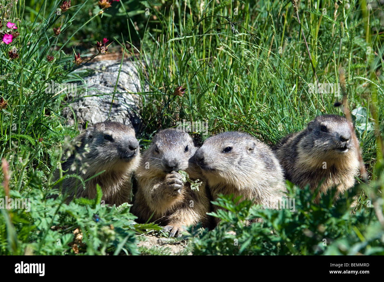 Murmeltiere der alpen -Fotos und -Bildmaterial in hoher Auflösung – Alamy