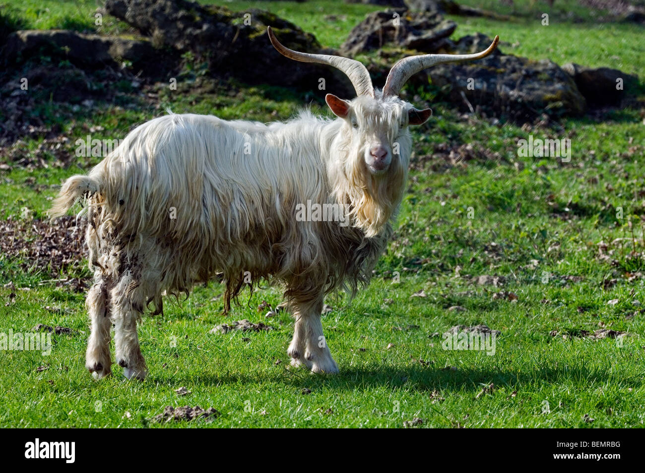 Männliche weiße Kempense Ziege / Kempen Ziege / Campinois Ziege (Capra ...