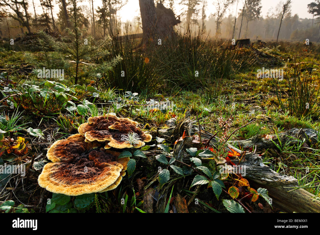 Samt Top Pilz Dyer Polypore Dyer Mazegill Phaeolus Schweinitzii Verursacht Verursacht