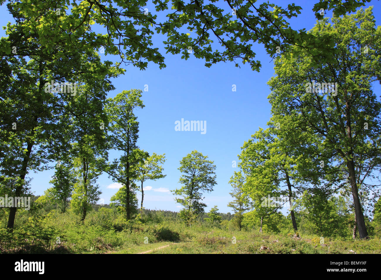 Eichenwald im sommer Stockfotos und -bilder Kaufen - Alamy