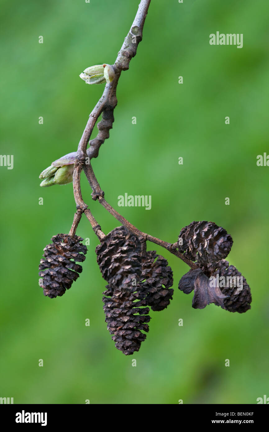Erle alnus -Fotos und -Bildmaterial in hoher Auflösung – Alamy