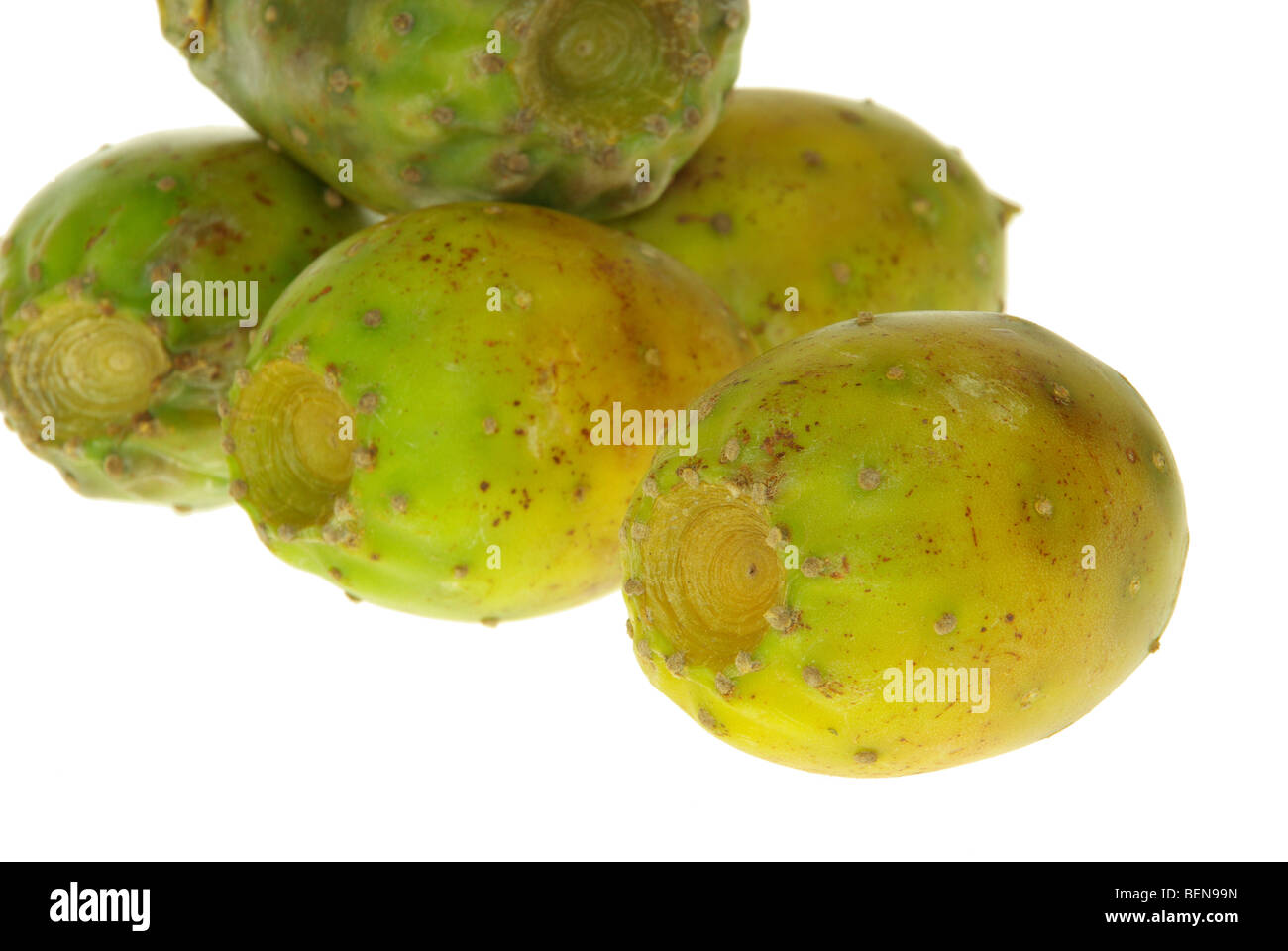 Kaktus fruchtig feige kaktusfeige -Fotos und -Bildmaterial in hoher ...