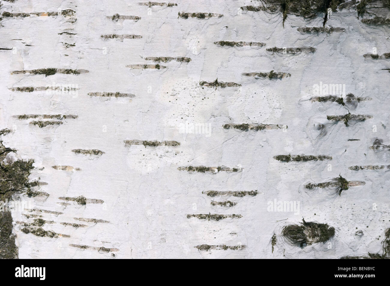 Birch texture -Fotos und -Bildmaterial in hoher Auflösung – Alamy