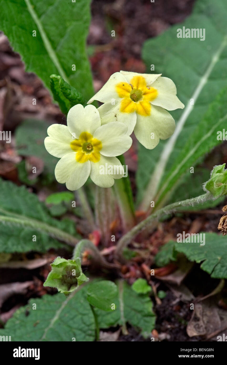 Englisch Primel / wilde Primeln / gemeinsame Primel (Primula Vulgaris ...