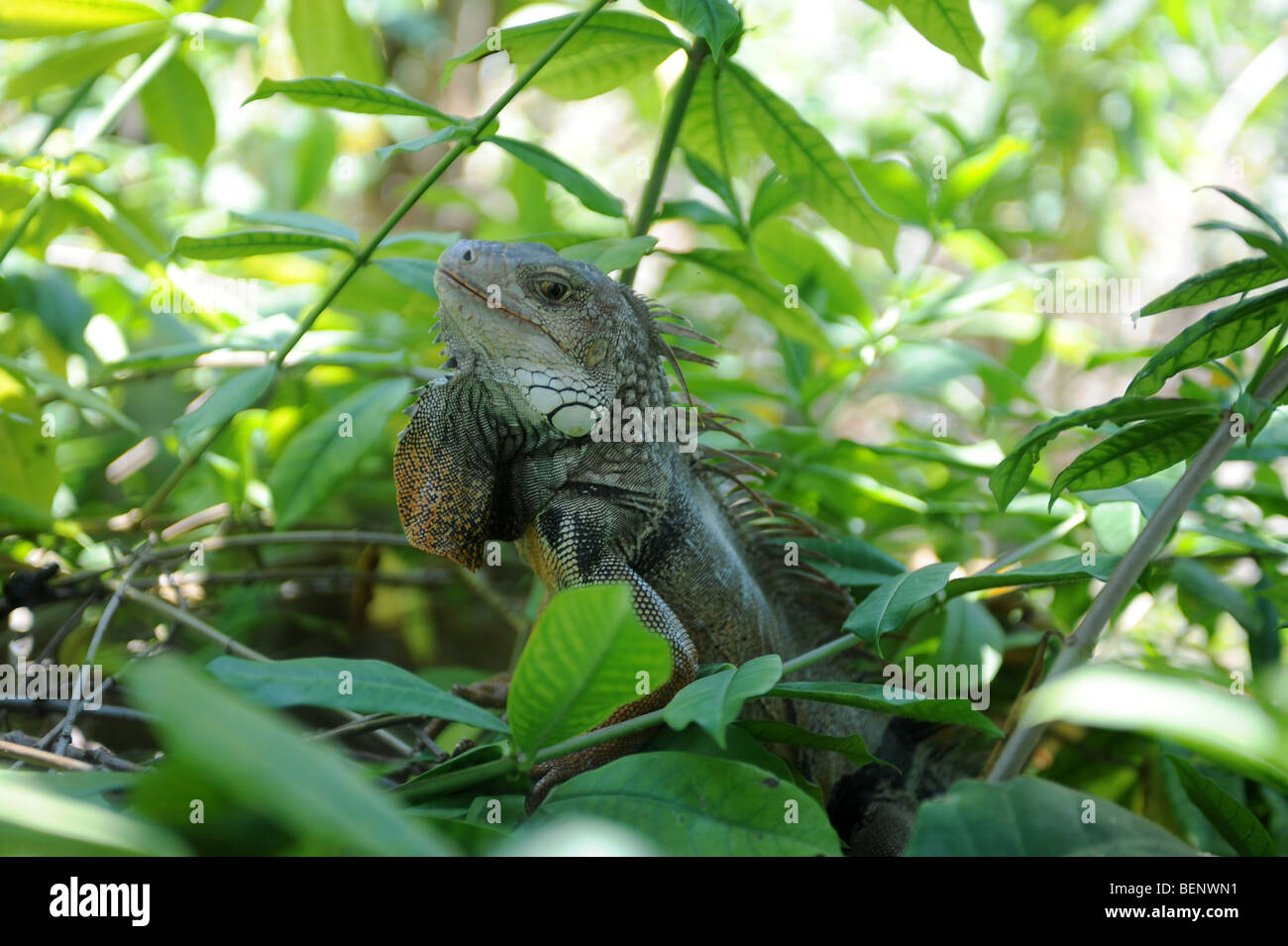 Iguana ornament -Fotos und -Bildmaterial in hoher Auflösung – Alamy