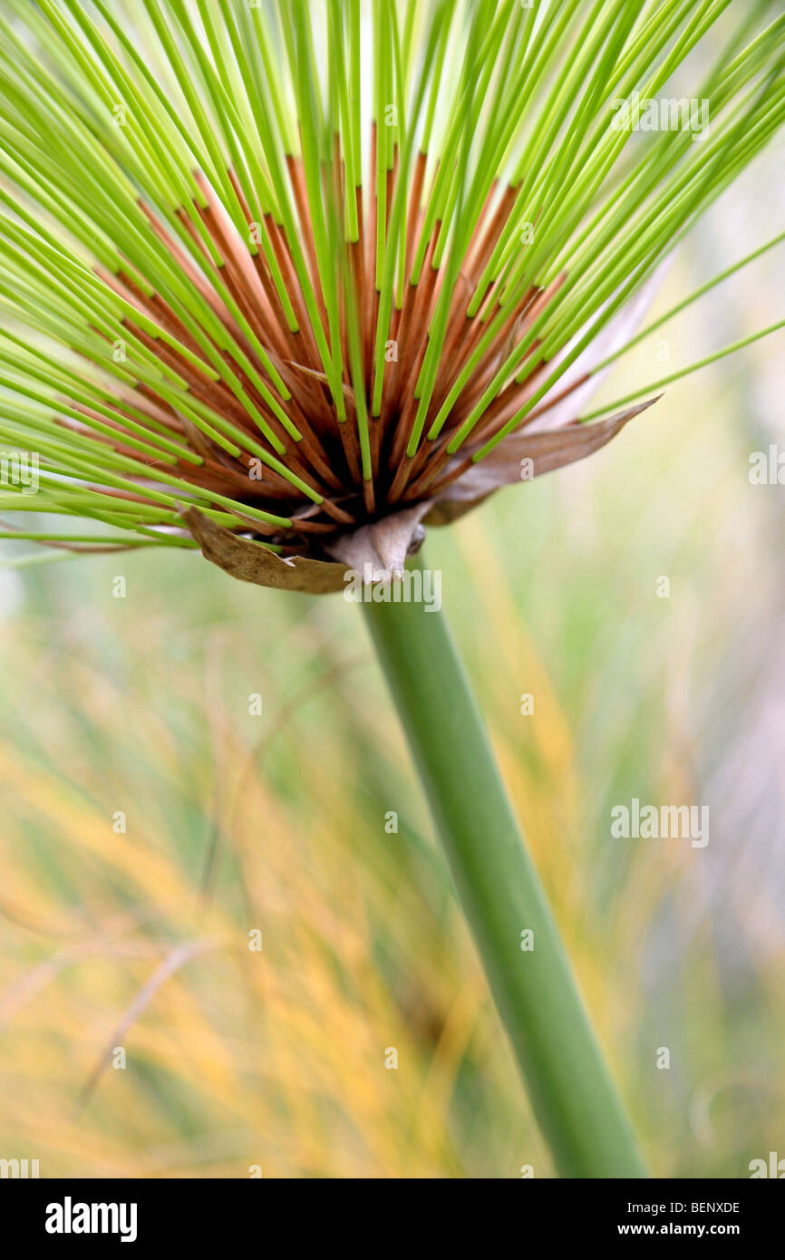Papyrus oder papyrus cyperus papyrus -Fotos und -Bildmaterial in hoher ...