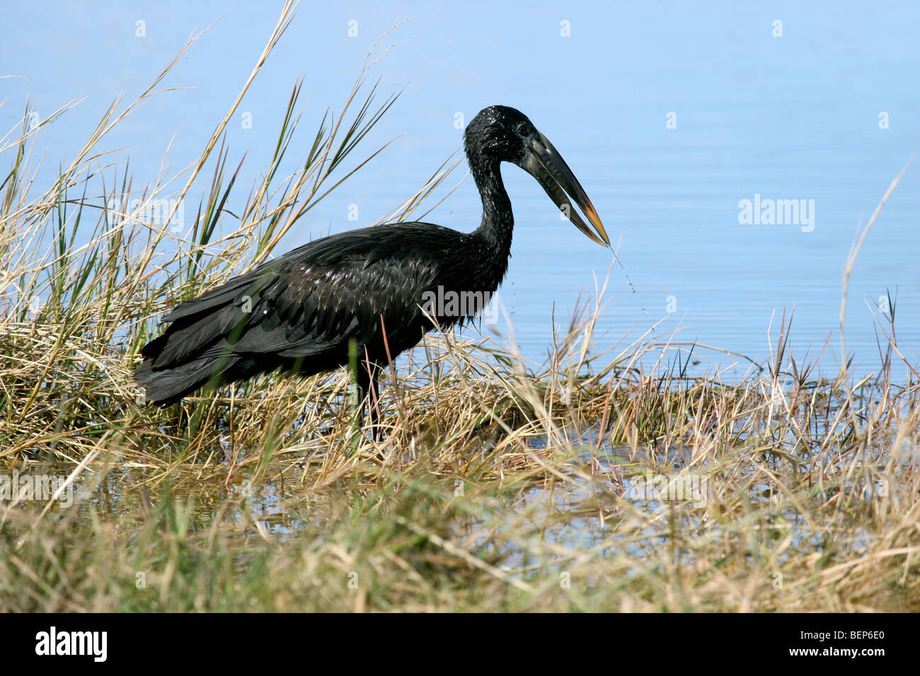 Afrikanische Openbilled Storch / Openbill Storch / Open-billed Storch ...