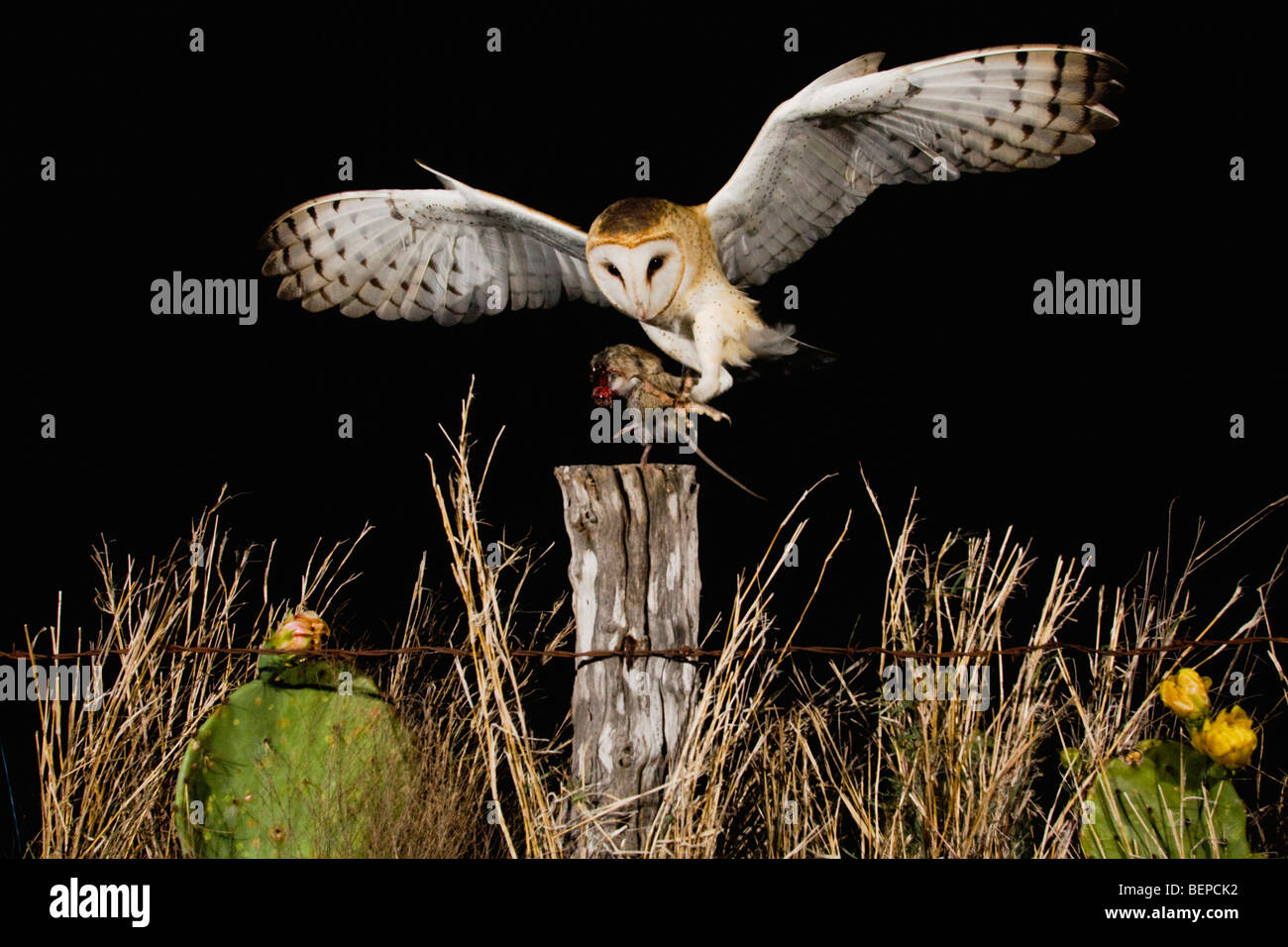 Schleiereule (Tyto Alba), Erwachsene, die Landung auf Zaunpfosten mit Maus Beute, Rio Grande ...