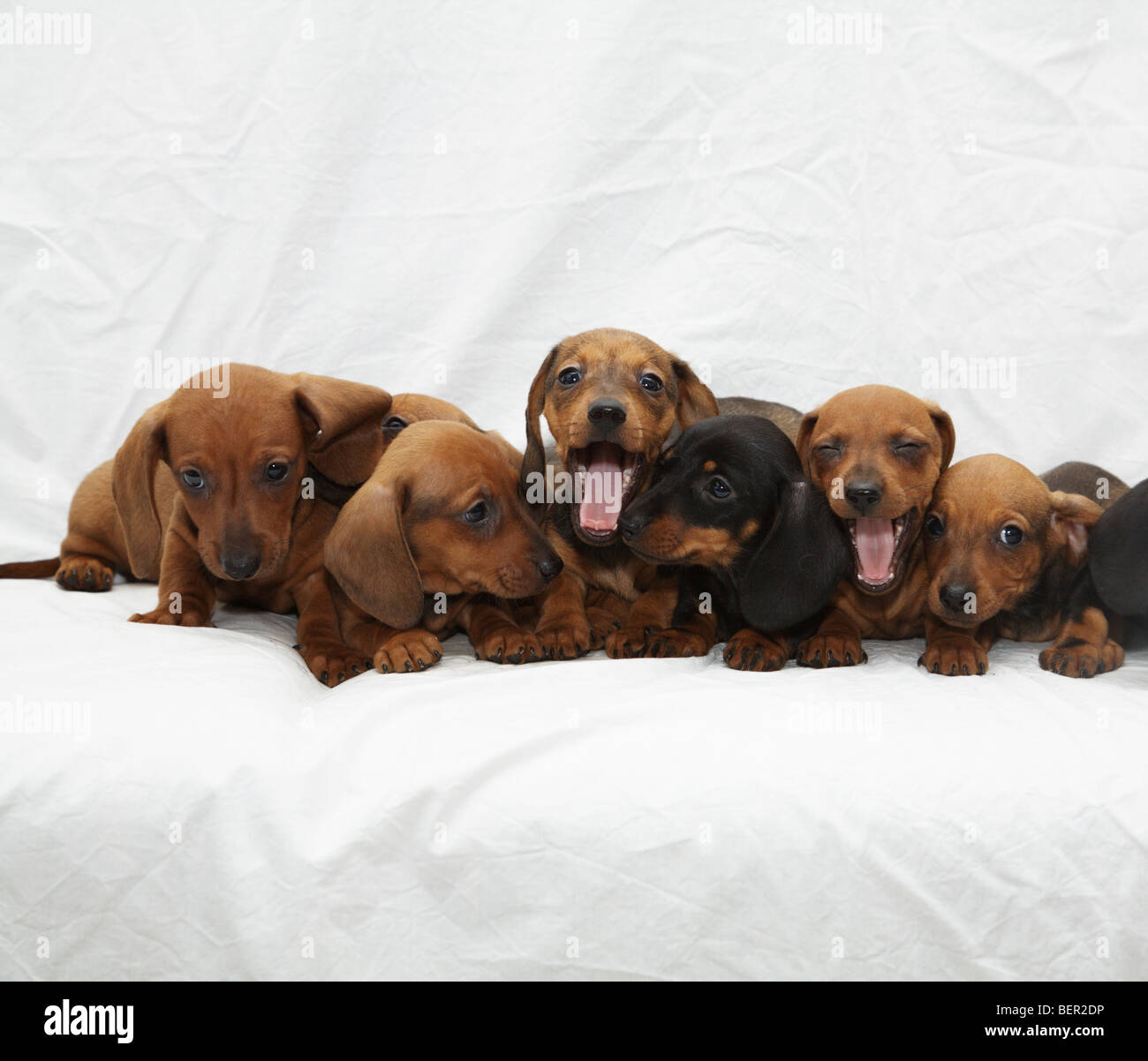 Dackel welpen -Fotos und -Bildmaterial in hoher Auflösung – Alamy