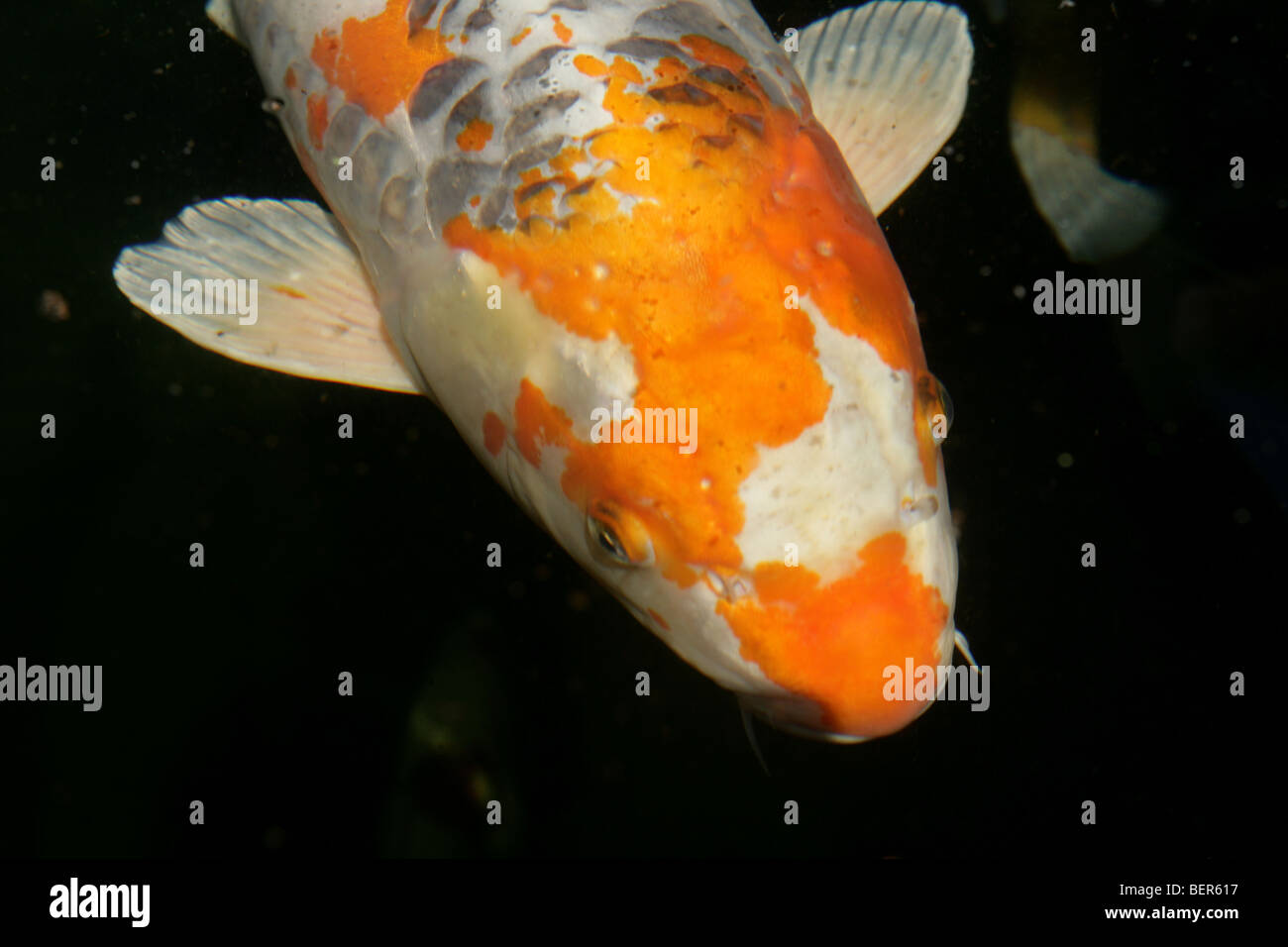 Mit einem teich -Fotos und -Bildmaterial in hoher Auflösung – Alamy