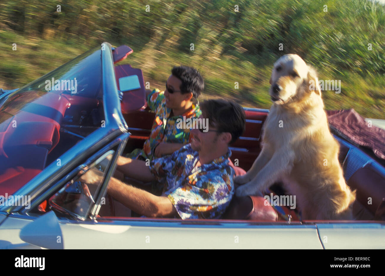 Hund cabrio auto -Fotos und -Bildmaterial in hoher Auflösung – Alamy