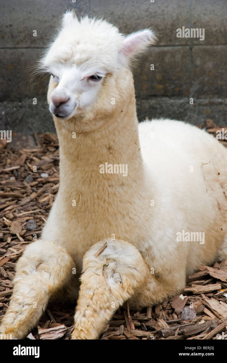 Junge Alpaka in Nasu Alpaca Farm in Tochigi, Japan Stockfotografie - Alamy