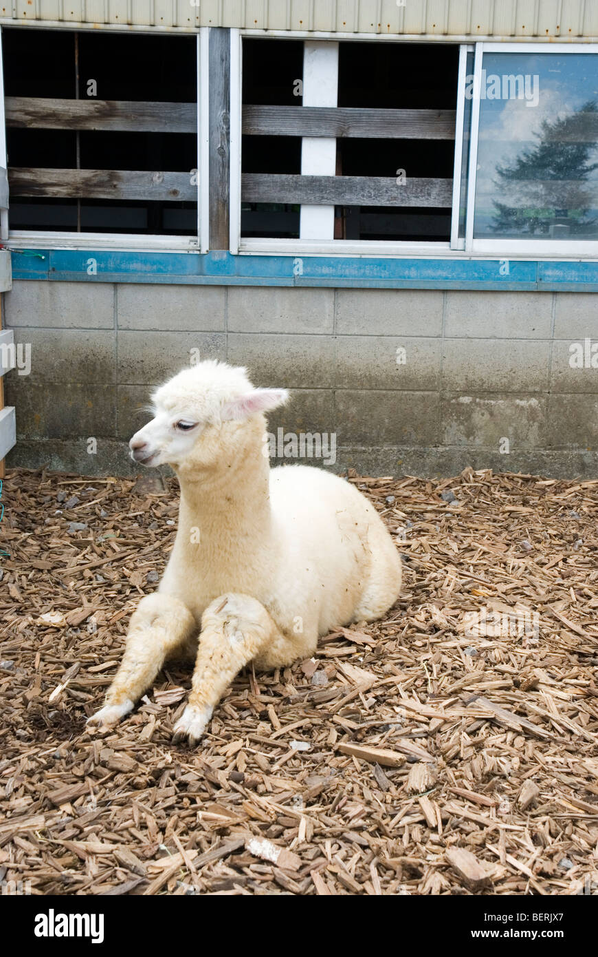 Junge Alpaka in Nasu Alpaca Farm in Tochigi, Japan Stockfotografie - Alamy