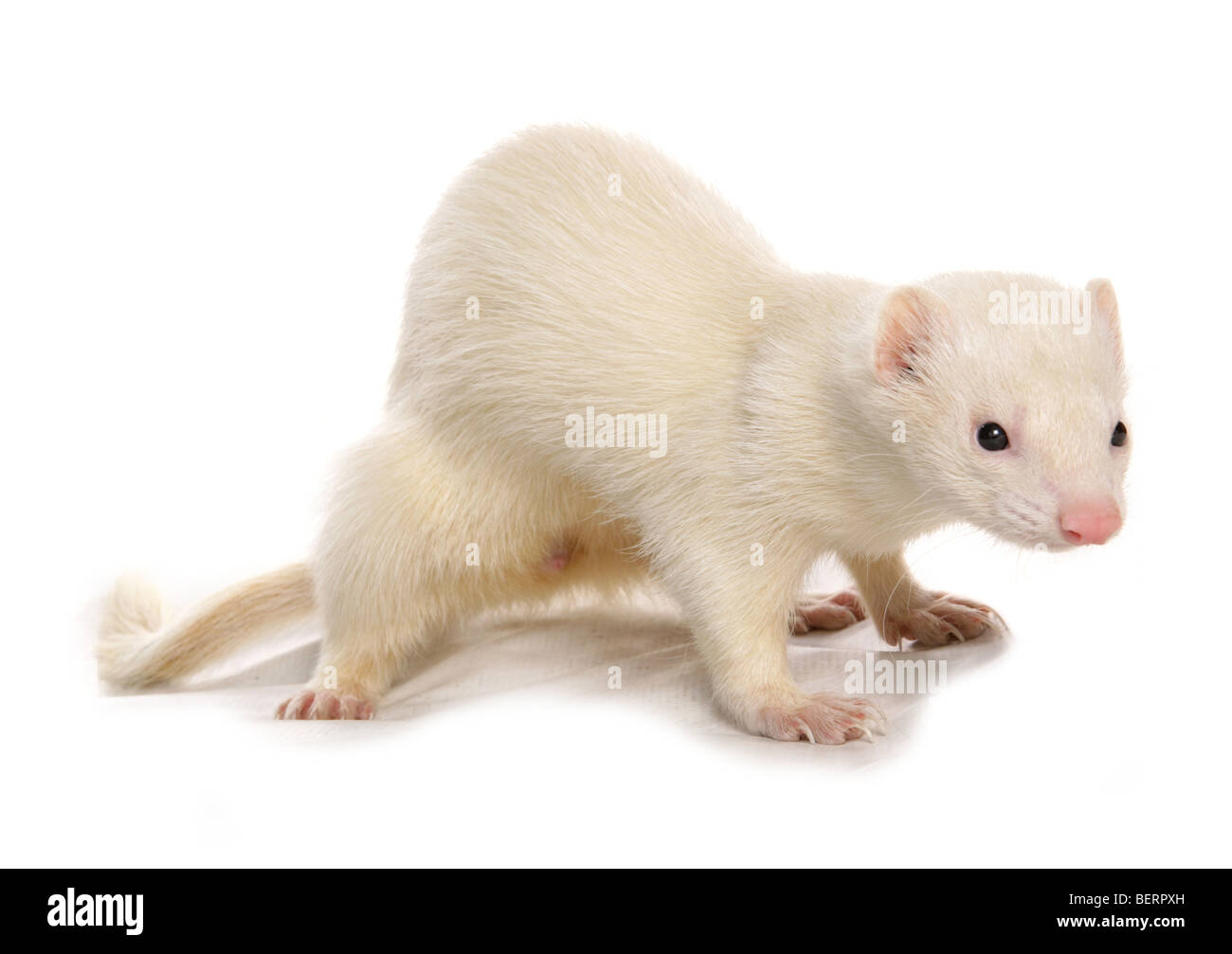 Weißes frettchen -Fotos und -Bildmaterial in hoher Auflösung – Alamy