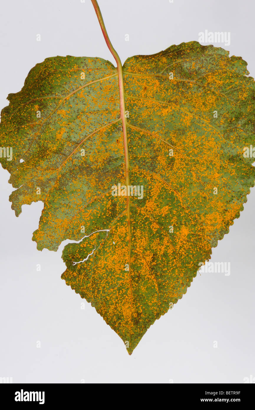 Pappel Rost (Melampsora Larici-Populini) auf dem Blatt Populus Robusta ...