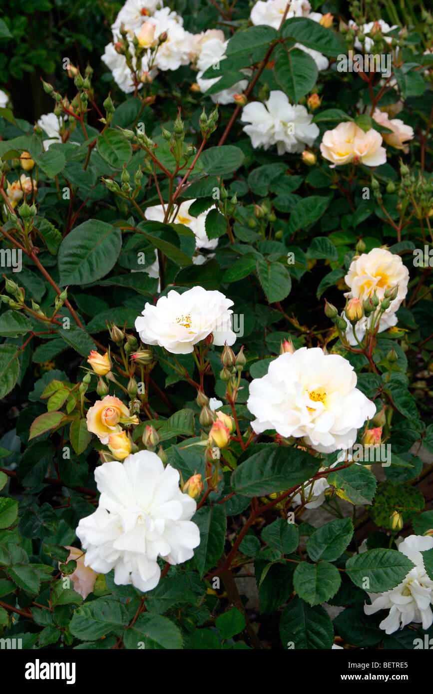 Rose penelope Stockfotos und -bilder Kaufen - Alamy