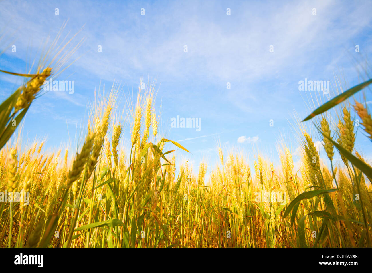 Feld von weizenhalmen -Fotos und -Bildmaterial in hoher Auflösung – Alamy