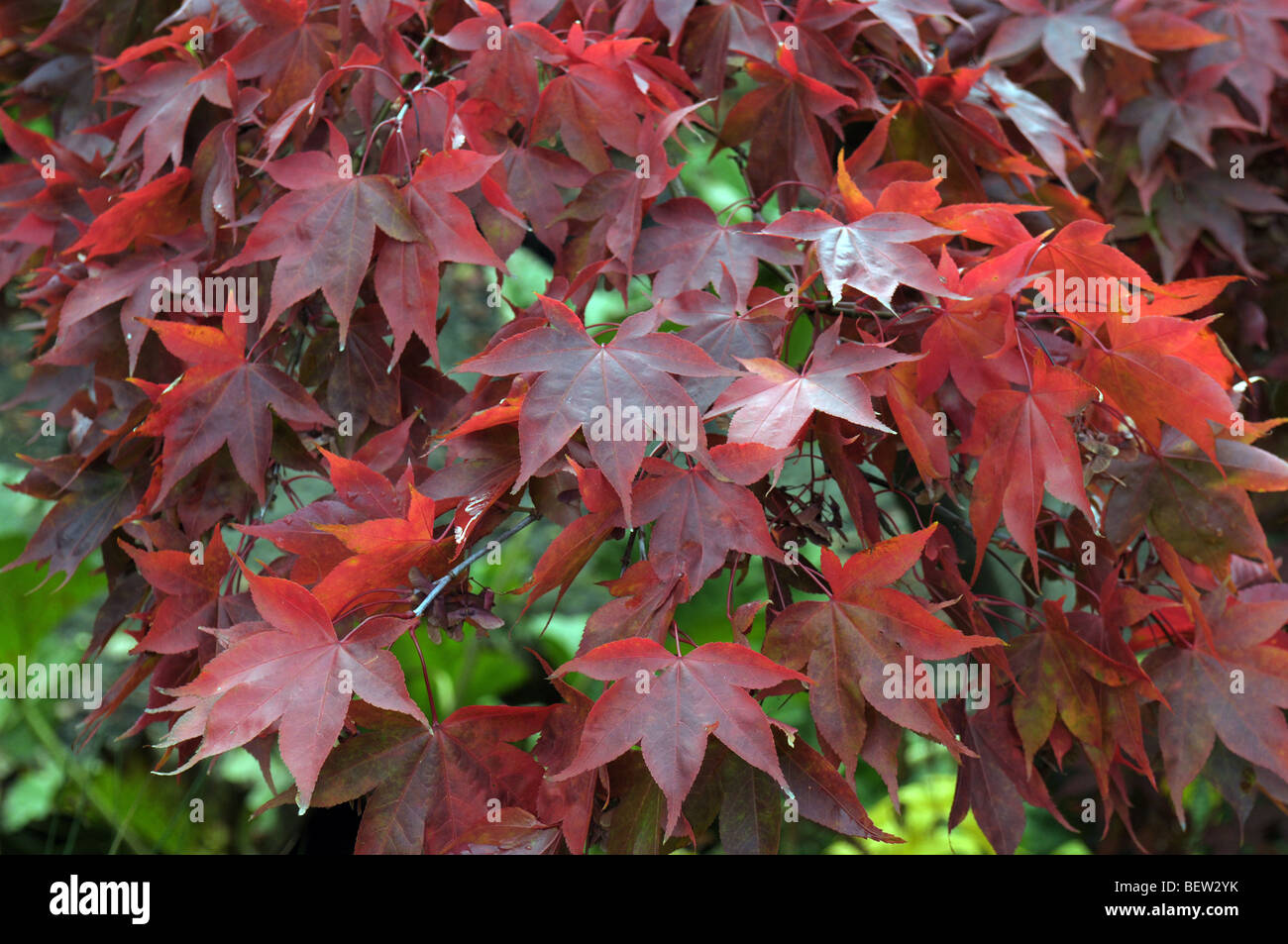 Ahornbaum in den herbstfarben -Fotos und -Bildmaterial in hoher ...
