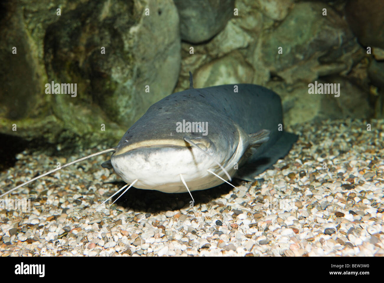 Wels Wels, Siluris Glanis, Donau, Deutschland Stockfotografie - Alamy