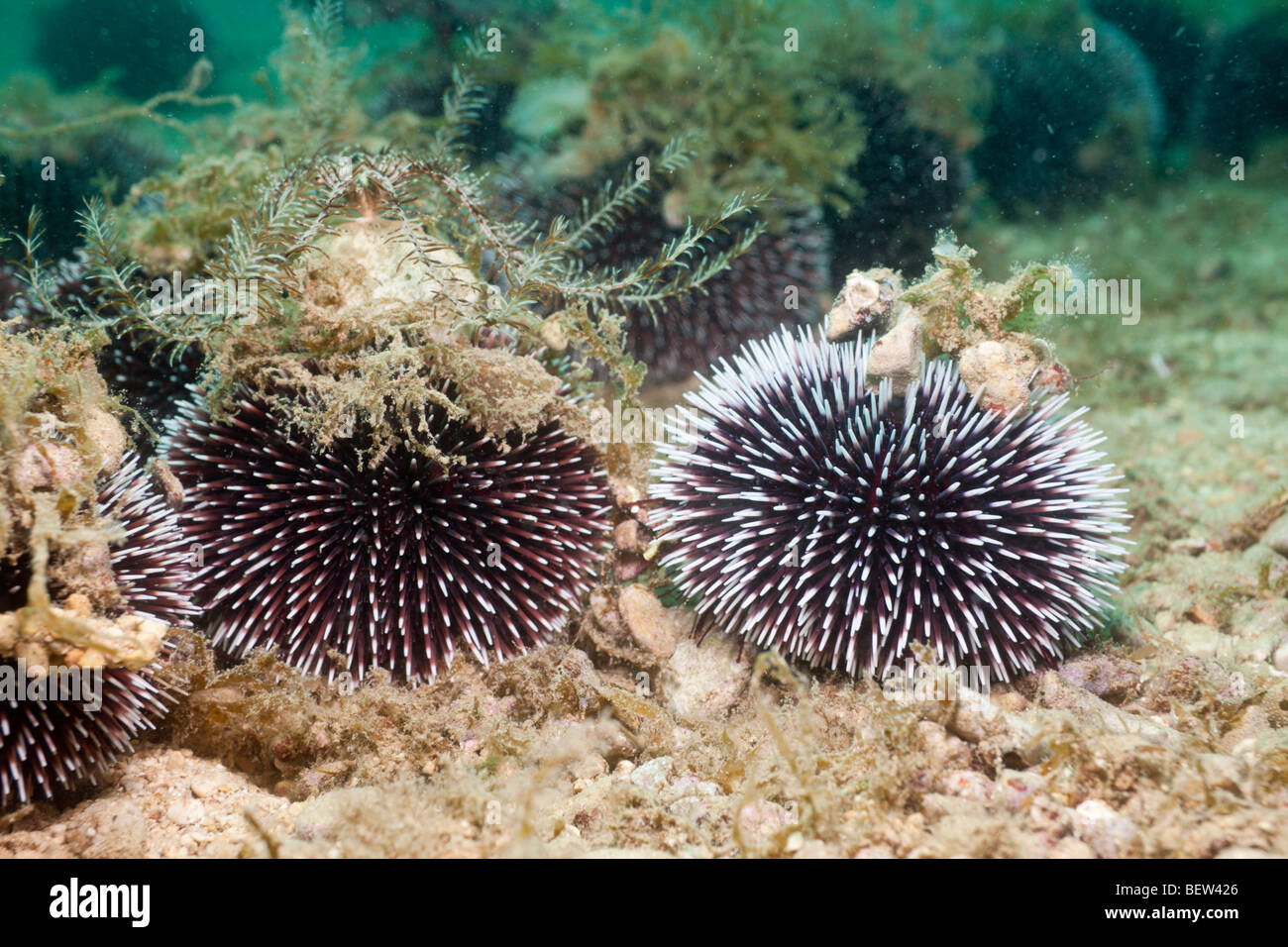 Violet Seeigel, Sphaerechinus Granularis, Istrien, Adria, Kroatien ...