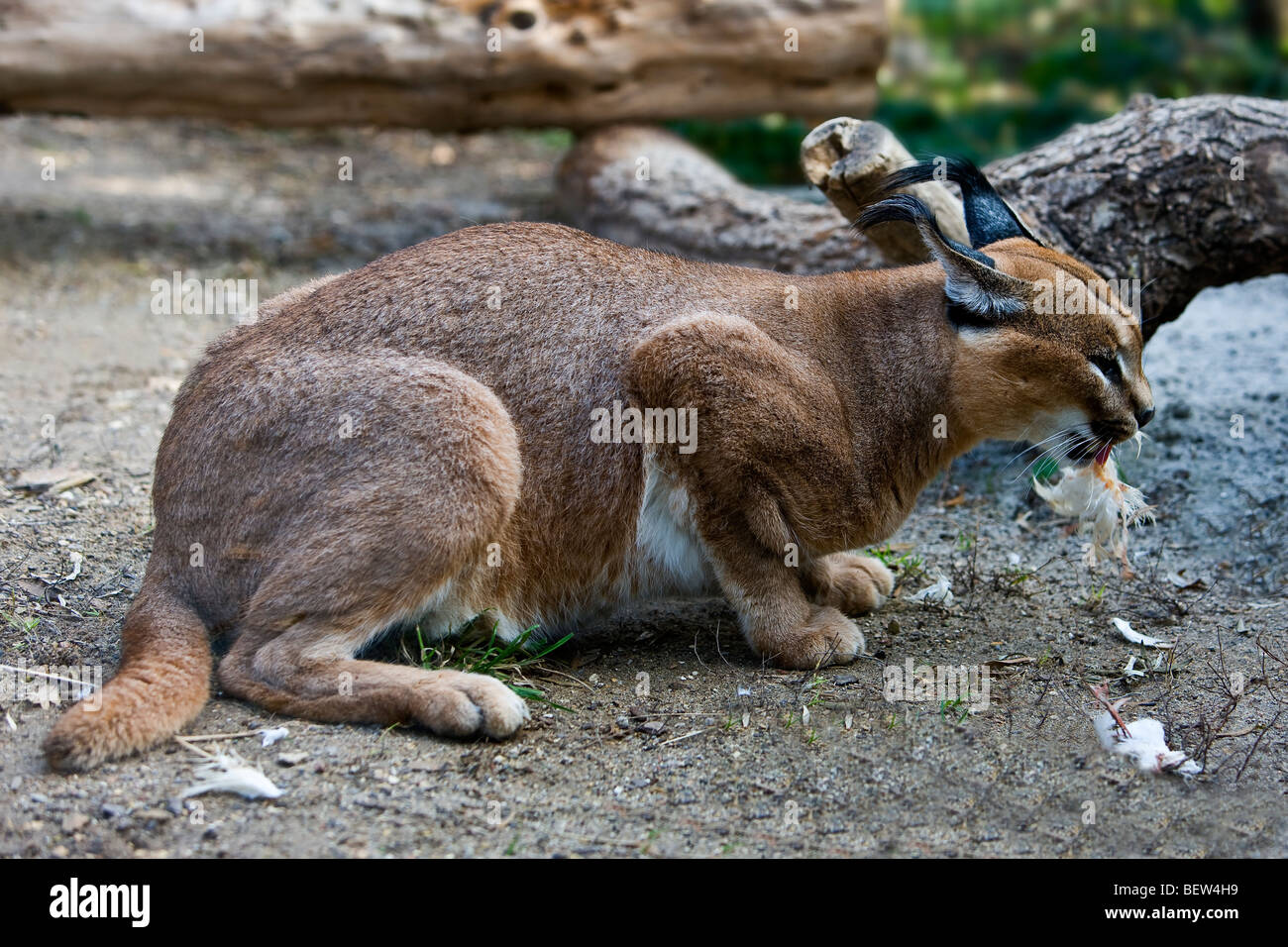 Das karakal -Fotos und -Bildmaterial in hoher Auflösung – Alamy