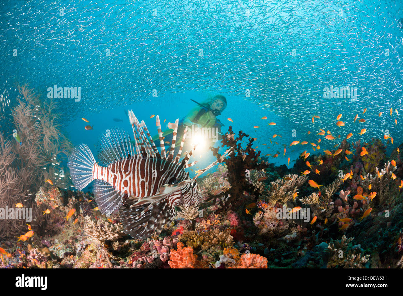 Rotfeuerfisch am Korallenriff, Pterois Miles, Maya Thila, Nord Ari ...