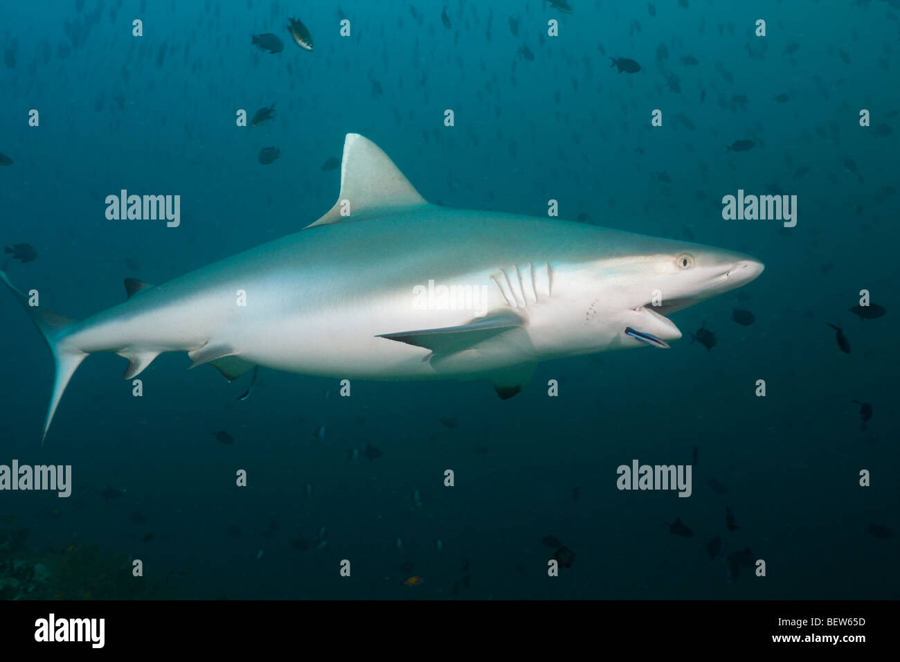 Graue Riffhaie mit Cleaner Wrasse, Carcharhinus Amblyrhynchos ...