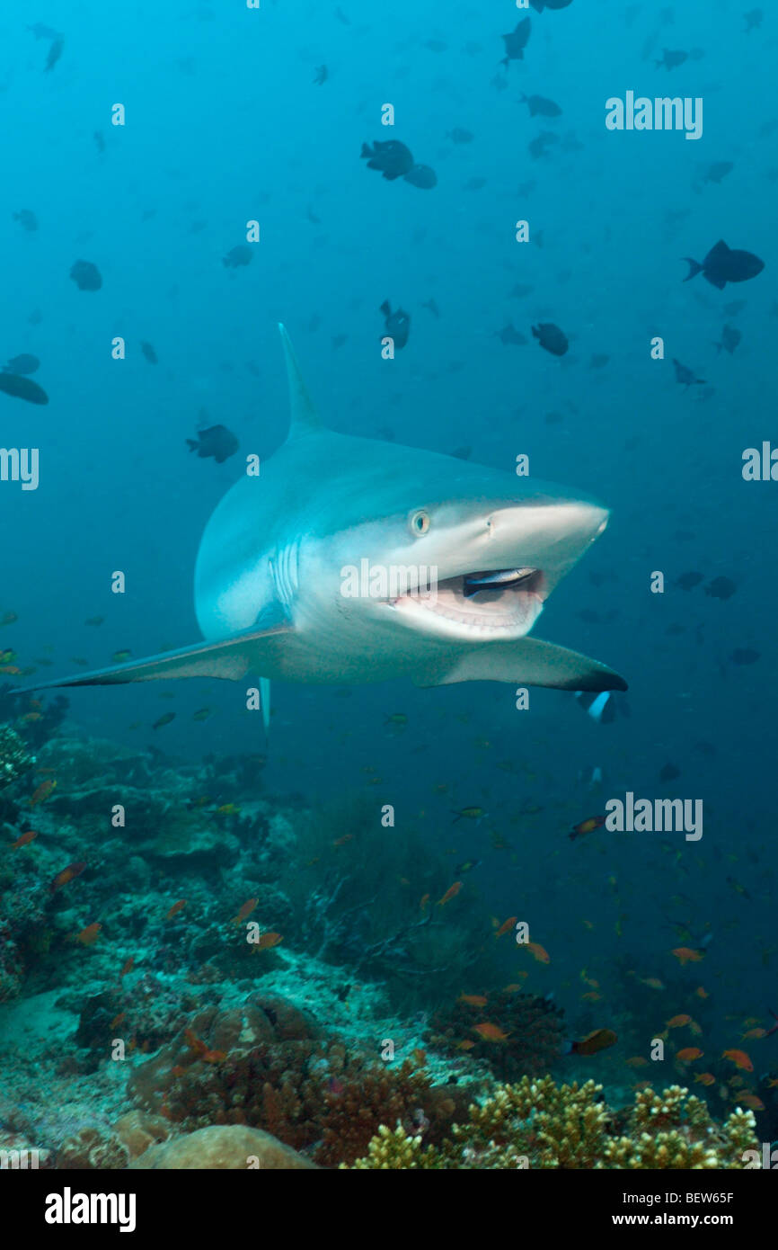 Graue Riffhaie mit Cleaner Wrasse, Carcharhinus Amblyrhynchos ...