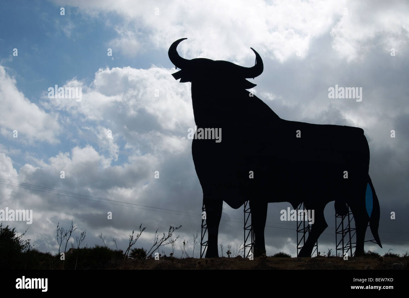 Osborne Stier Stockfotos und -bilder Kaufen - Alamy