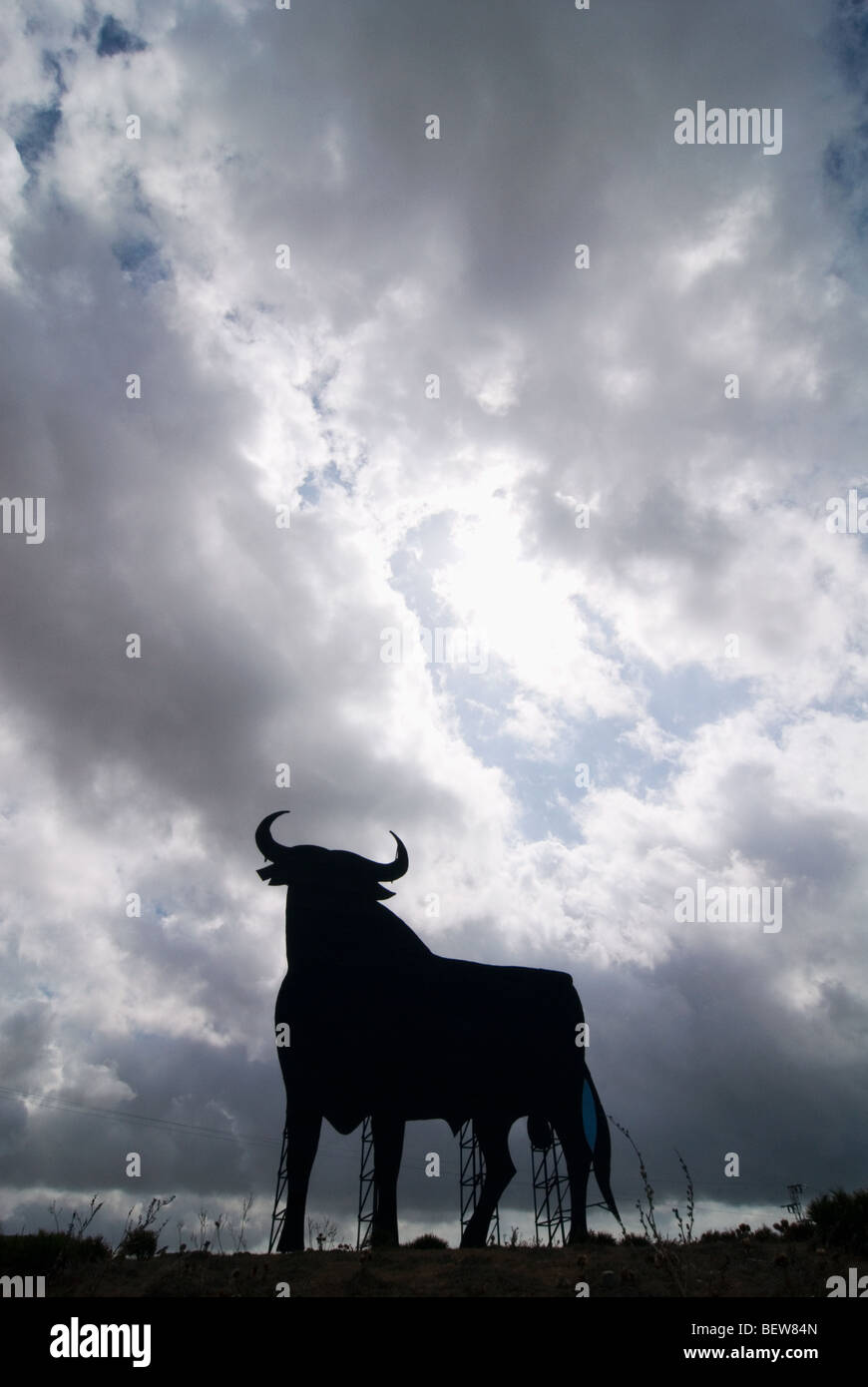 Osborne Stier Stockfotos und -bilder Kaufen - Alamy