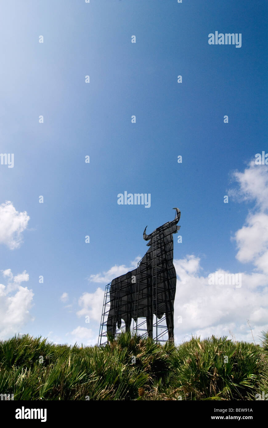 Osborne stier -Fotos und -Bildmaterial in hoher Auflösung - Seite 2 - Alamy