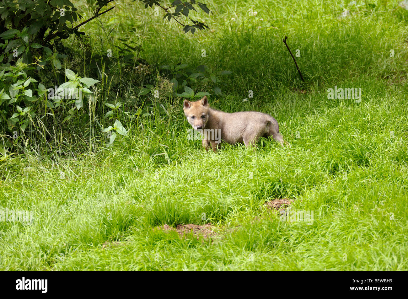 Junger wolf -Fotos und -Bildmaterial in hoher Auflösung – Alamy