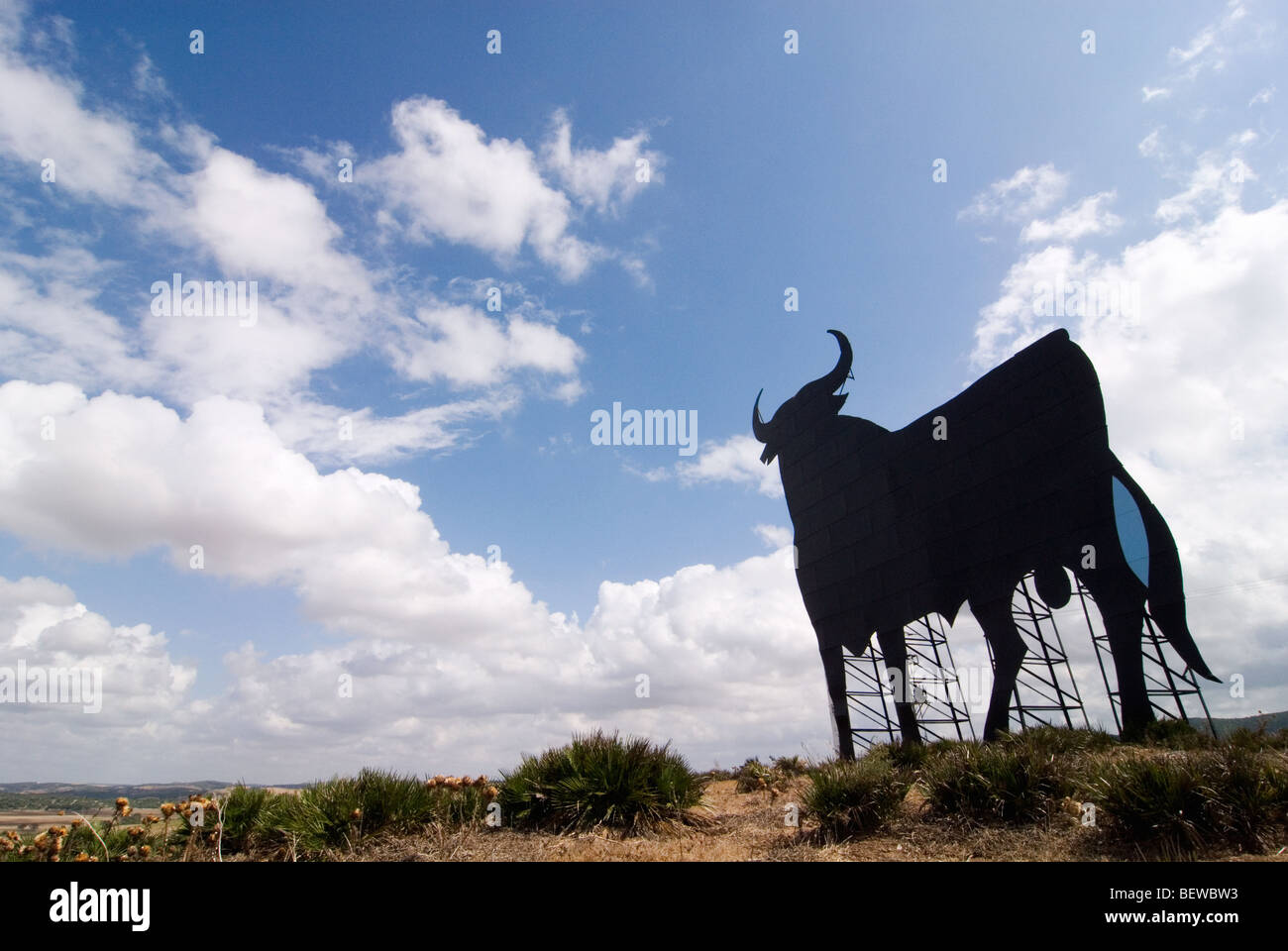 Osborne Stier Stockfotos und -bilder Kaufen - Alamy