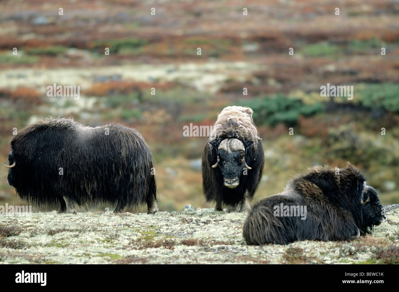 Drei Moschusochsen (Ovibos Moschatus), Dovrefjell-Sunndalsfjella ...
