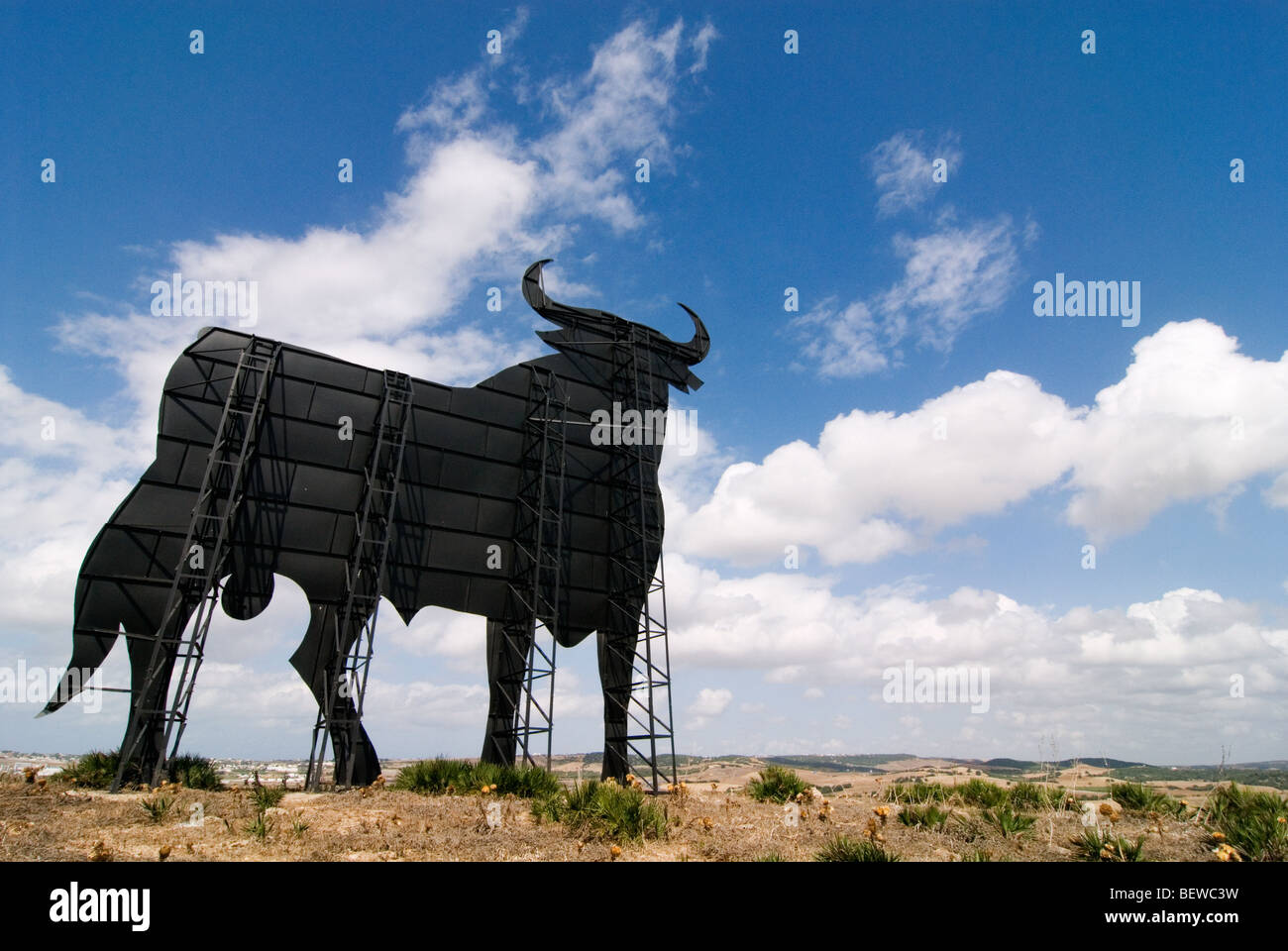 Osborne Stier Stockfotos und -bilder Kaufen - Alamy