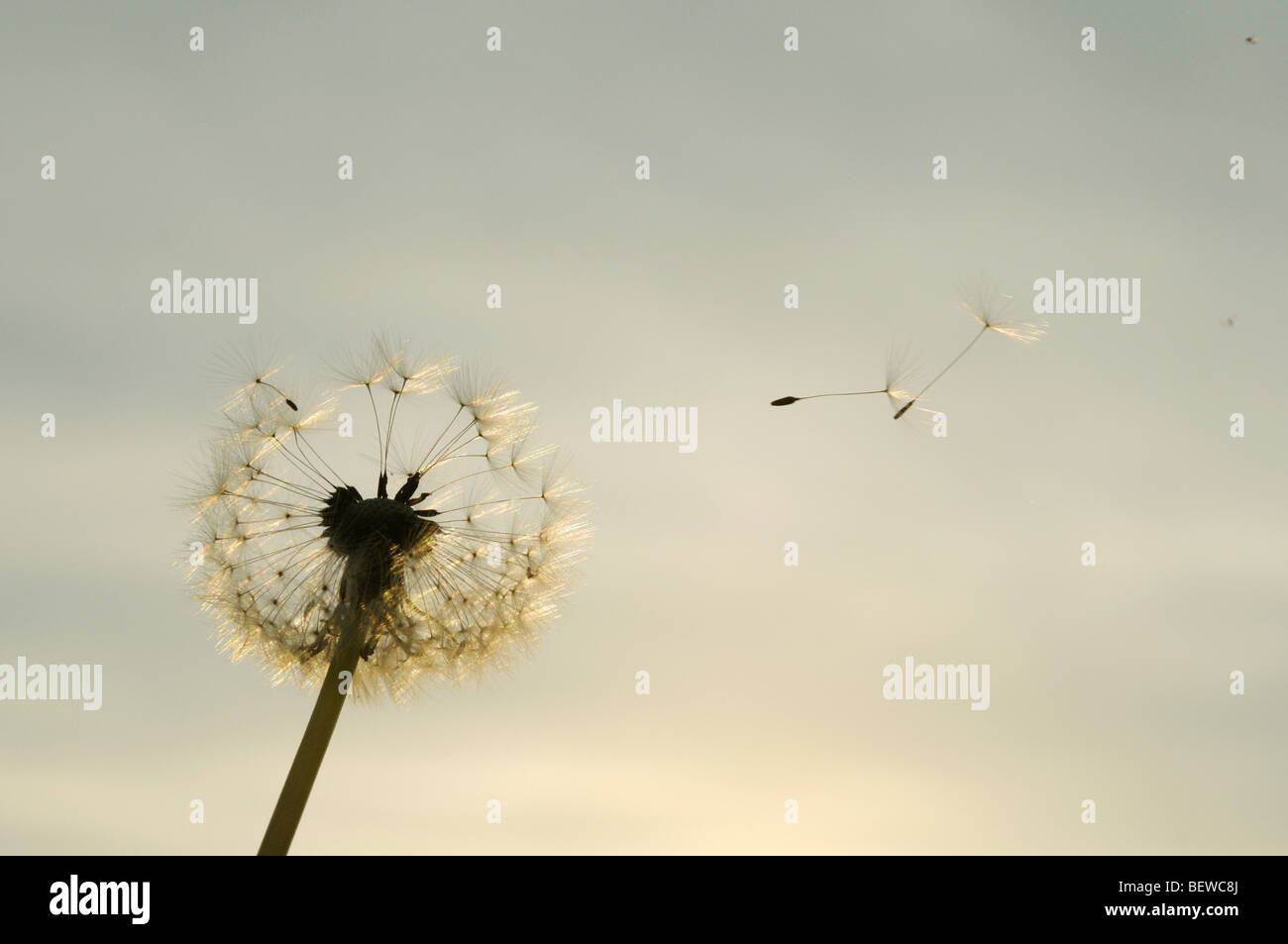 Zeit welken -Fotos und -Bildmaterial in hoher Auflösung – Alamy