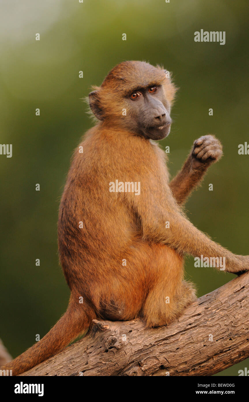Pavian sitzt -Fotos und -Bildmaterial in hoher Auflösung – Alamy