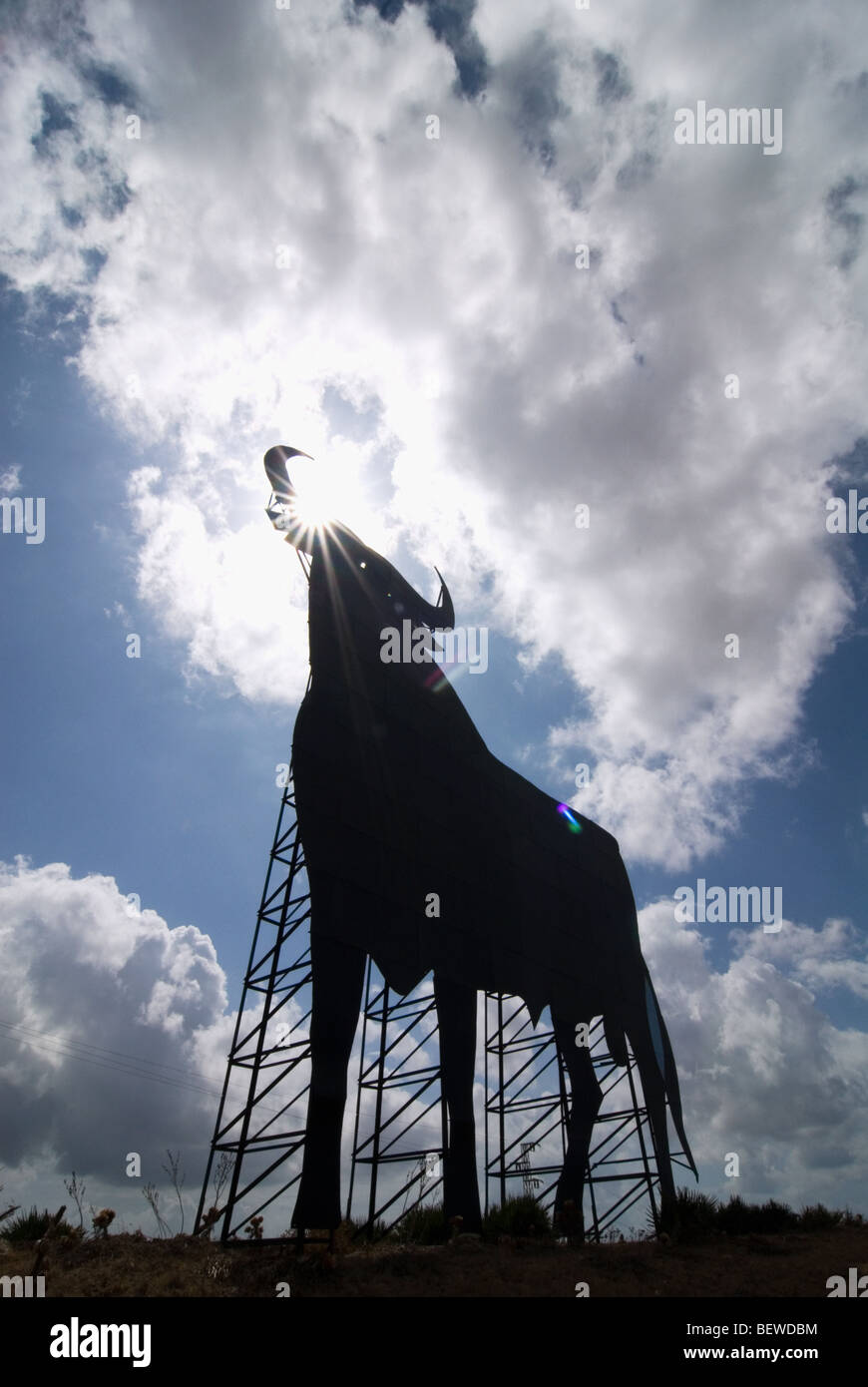 Osborne stier -Fotos und -Bildmaterial in hoher Auflösung - Seite 2 - Alamy