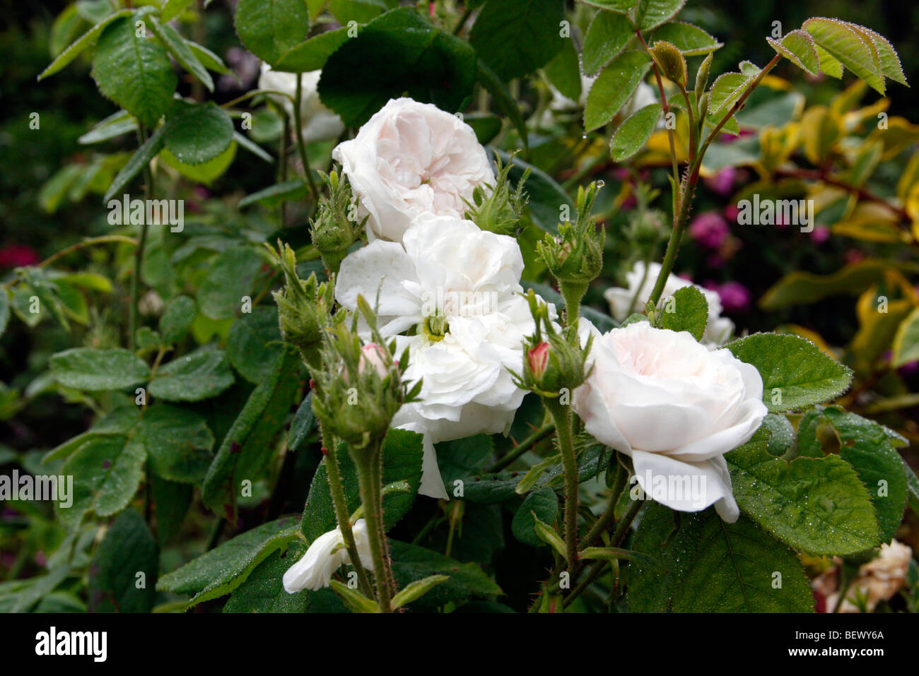 Rose madame hardy -Fotos und -Bildmaterial in hoher Auflösung – Alamy