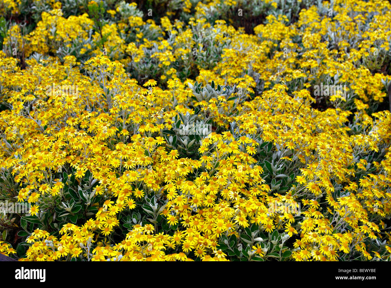 Senecio Sonnenschein Stockfotos und -bilder Kaufen - Alamy