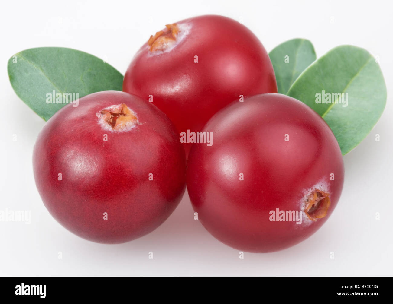 Moos beere Stockfotos und -bilder Kaufen - Alamy