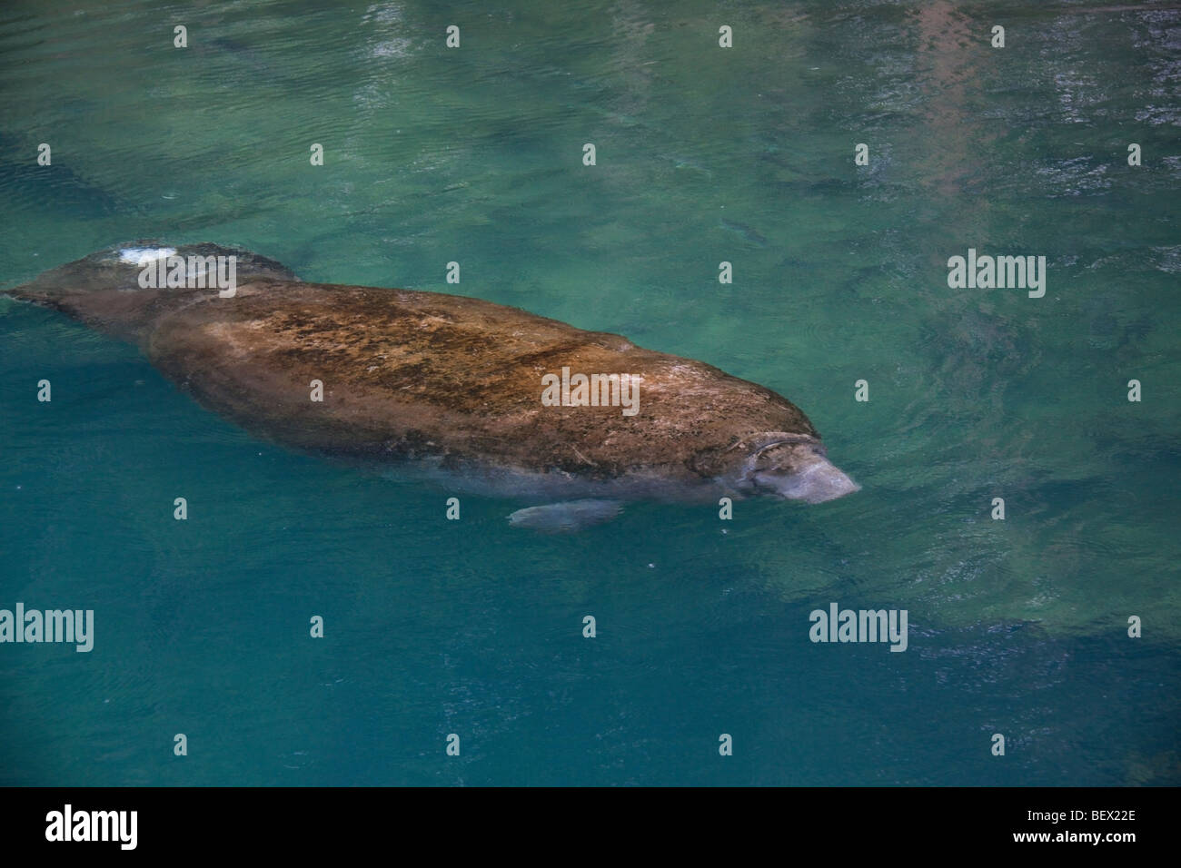 Amerikanischer seekuh -Fotos und -Bildmaterial in hoher Auflösung – Alamy