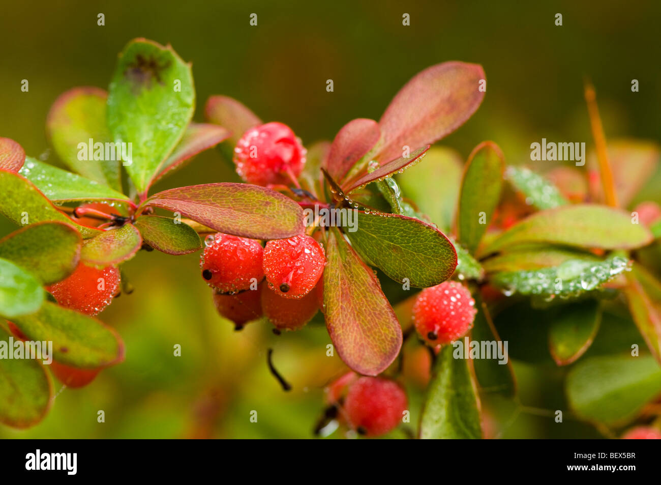 Berberitzenbeeren uk -Fotos und -Bildmaterial in hoher Auflösung – Alamy